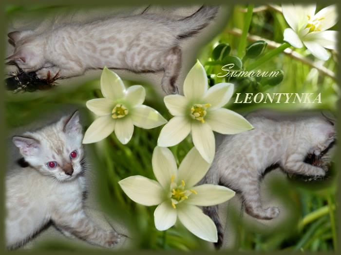 SNOW :: Sumarum Bengals